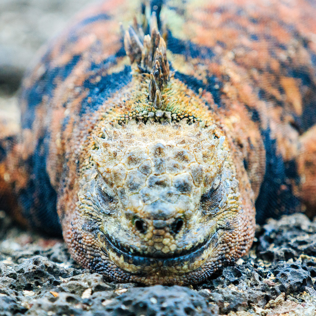 marineiguana,memls,mer(第23页)_大山谷图库